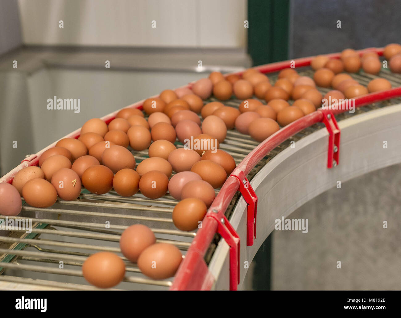 Egg packaging 1 Stock Photo - Alamy