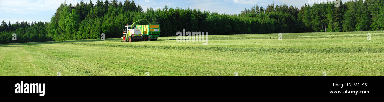 Grasses identification hi-res stock photography and images - Alamy