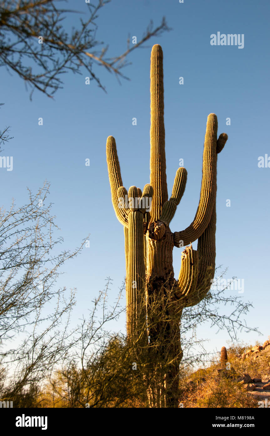 Arizona Saguaro Cactus in the deserts of the western United States ...