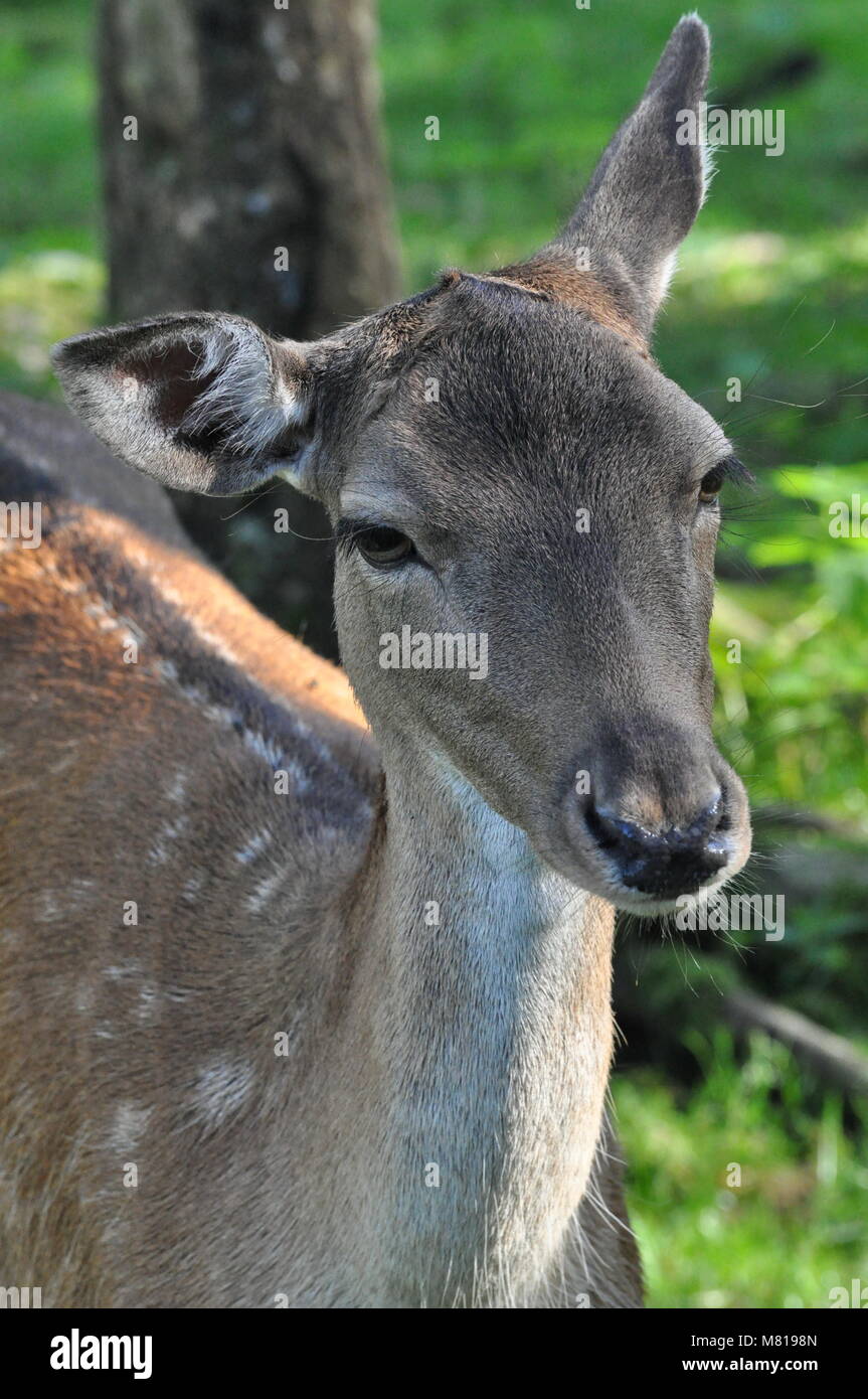 Fallow deer 16 Stock Photo - Alamy