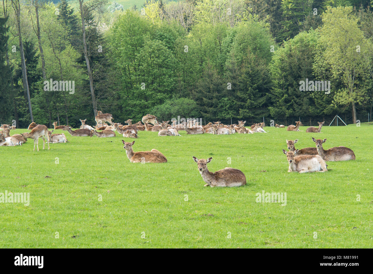 Fallow deer 17 Stock Photo - Alamy