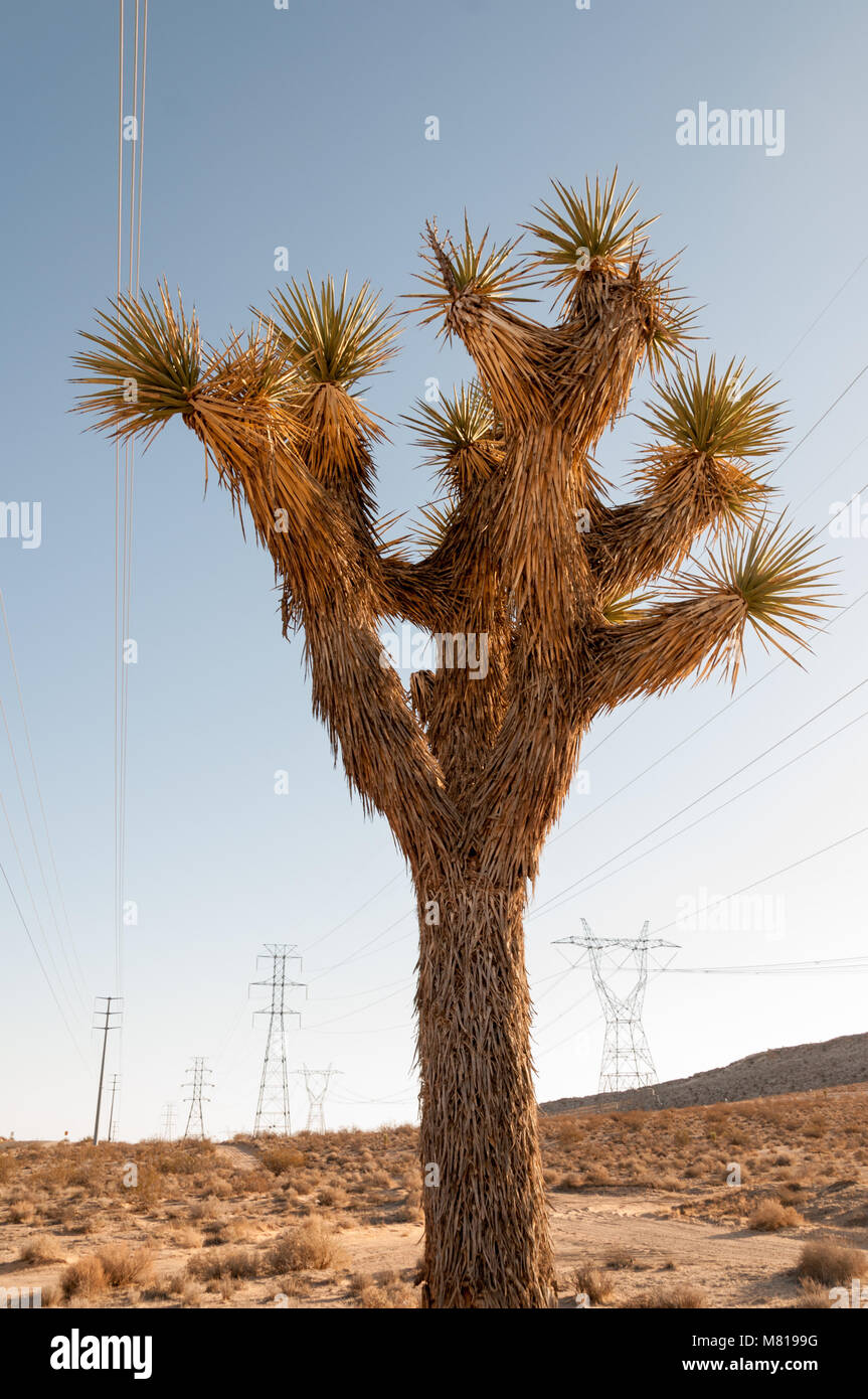 Yucca brevifolia Joshua Tree in Southern California Stock Photo - Alamy