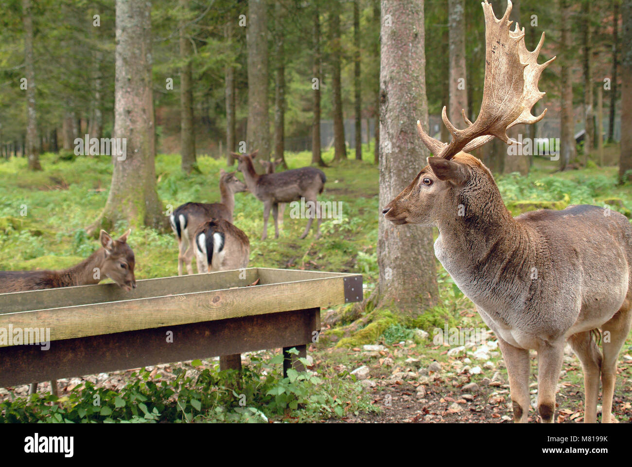 Fallow deer 3 Stock Photo - Alamy