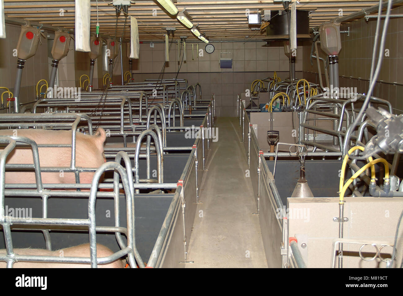 Farrowing hi-res stock photography and images - Alamy