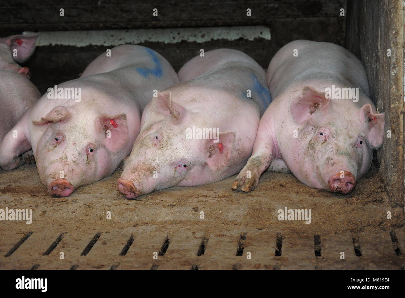 Fattening pig 104 Stock Photo - Alamy