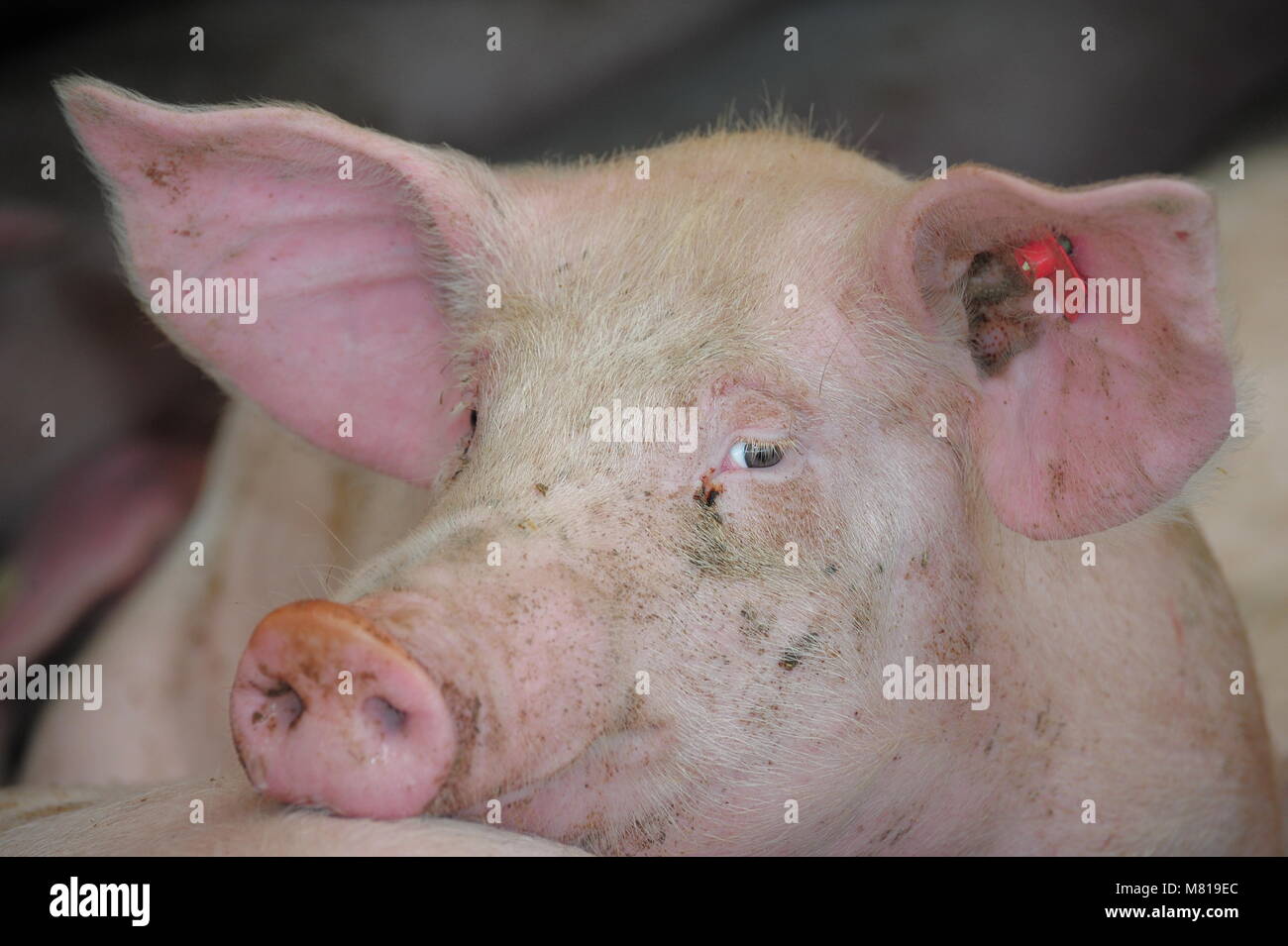 Fattening pig 106 Stock Photo - Alamy