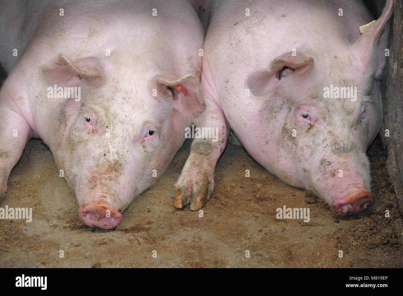 Pig Fattener High Resolution Stock Photography and Images - Alamy