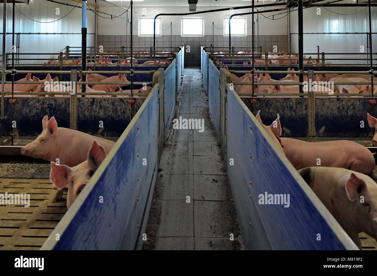 Fattening pig 115 Stock Photo - Alamy