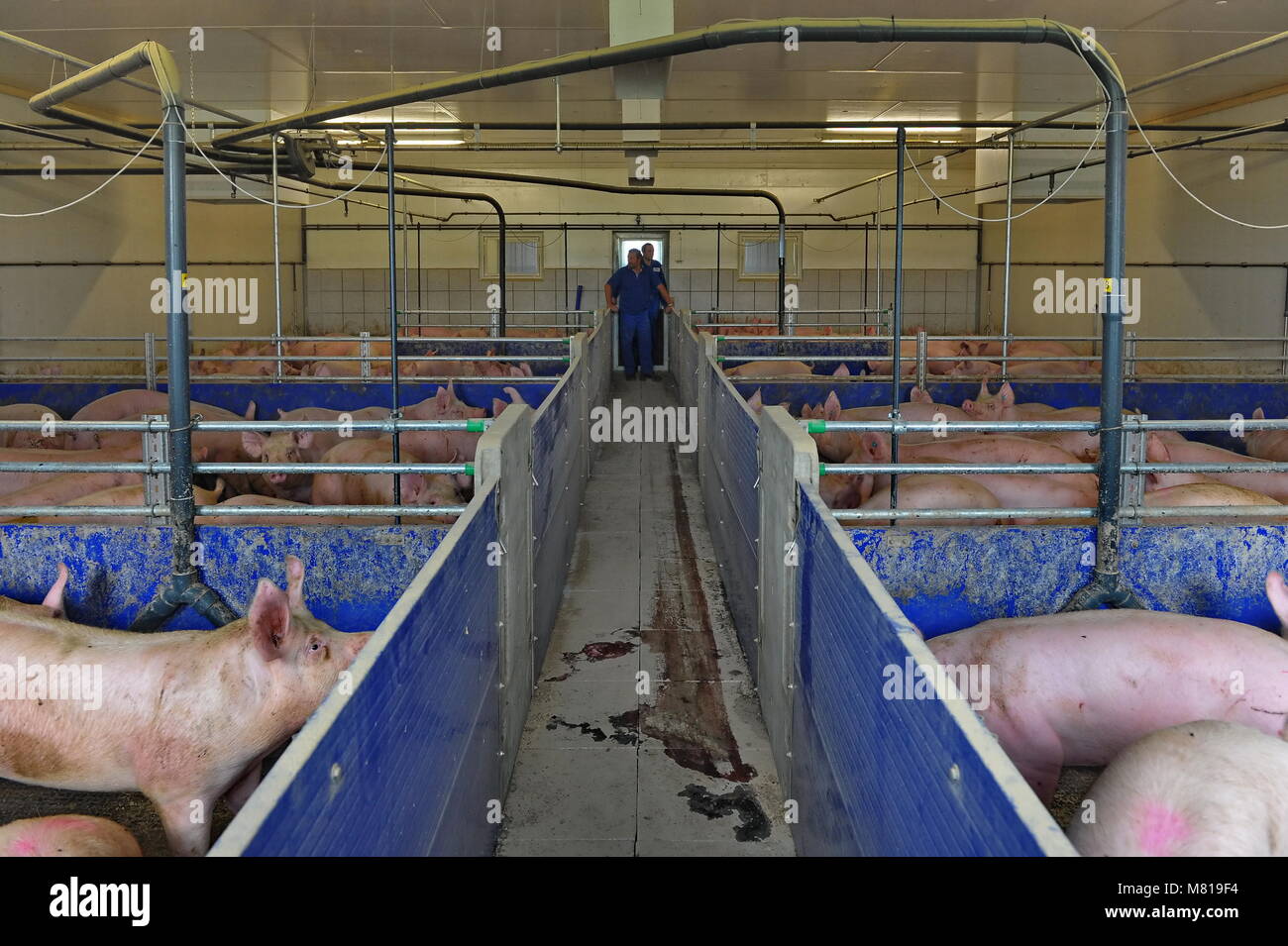 Pig Fattener High Resolution Stock Photography and Images - Alamy