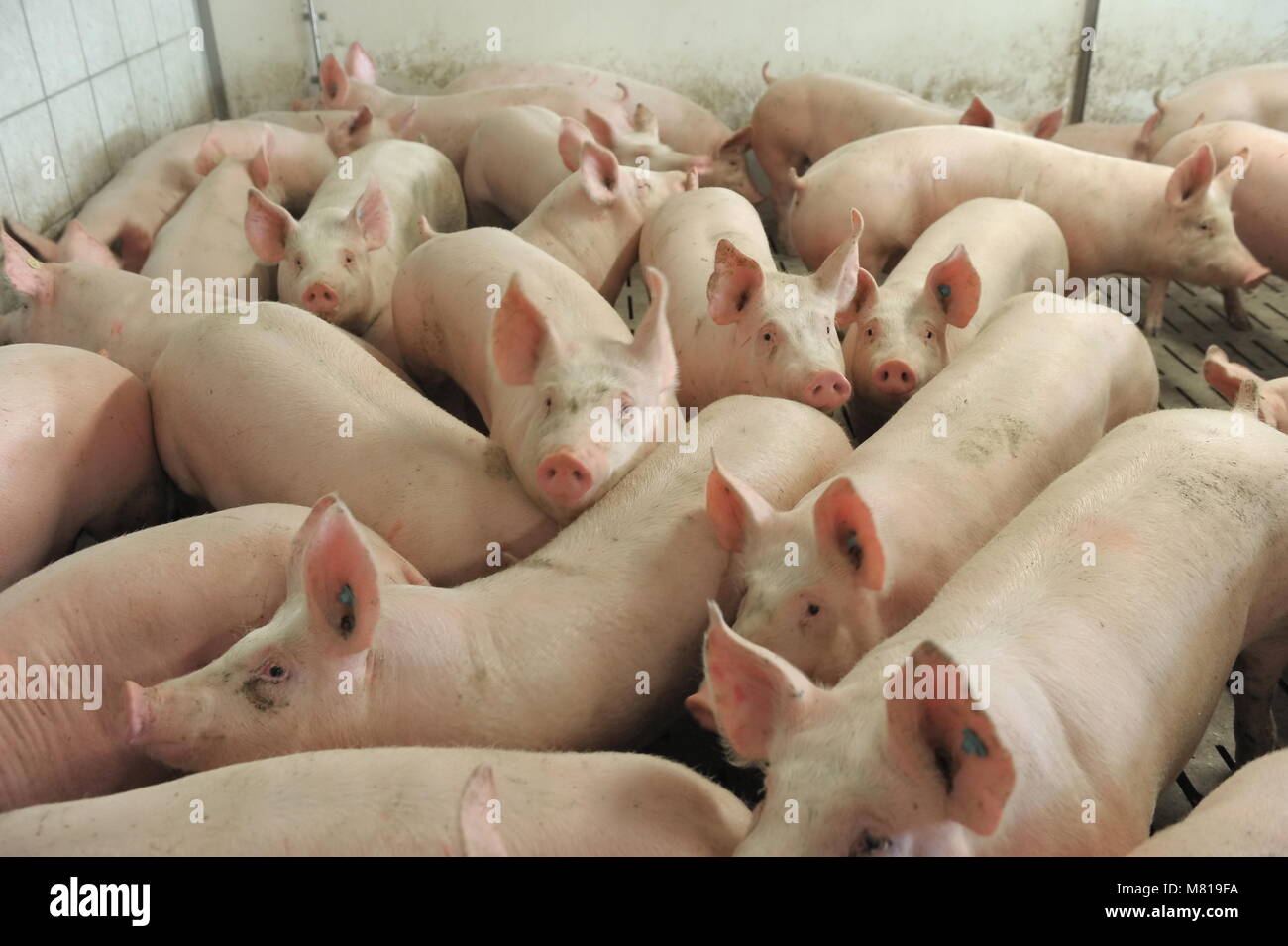 Fattening pig 117 Stock Photo - Alamy