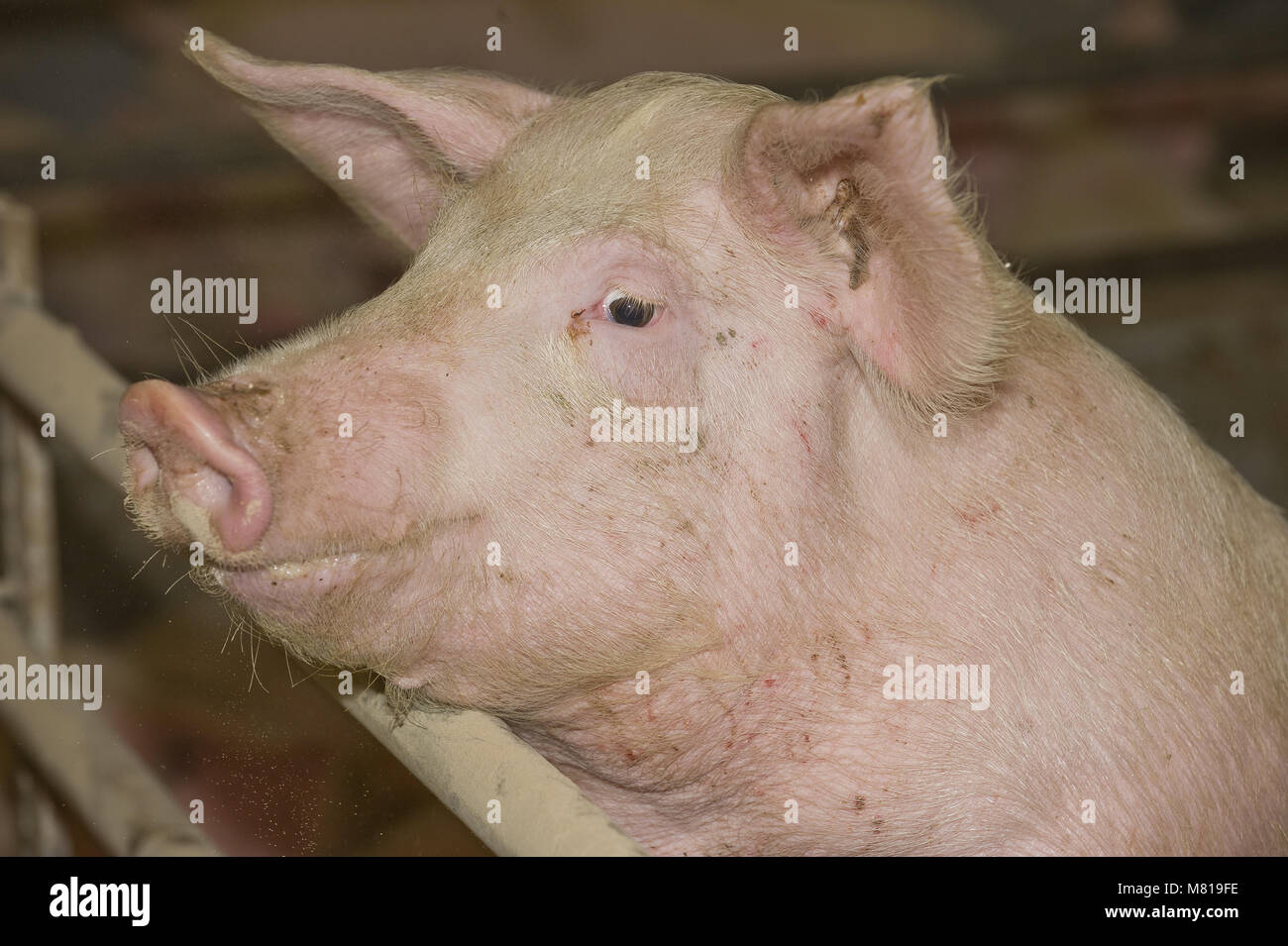 Fattening pig 120 Stock Photo - Alamy