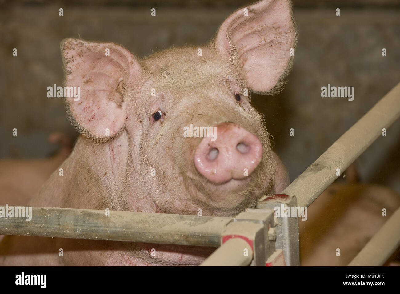 Fattening pig 121 Stock Photo - Alamy