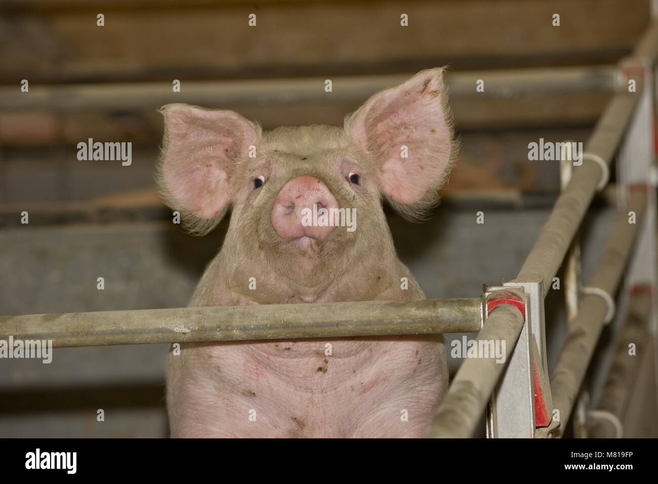Fattening pig 122 Stock Photo - Alamy