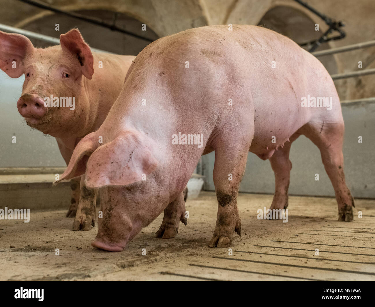 Fattening pig 13 Stock Photo - Alamy