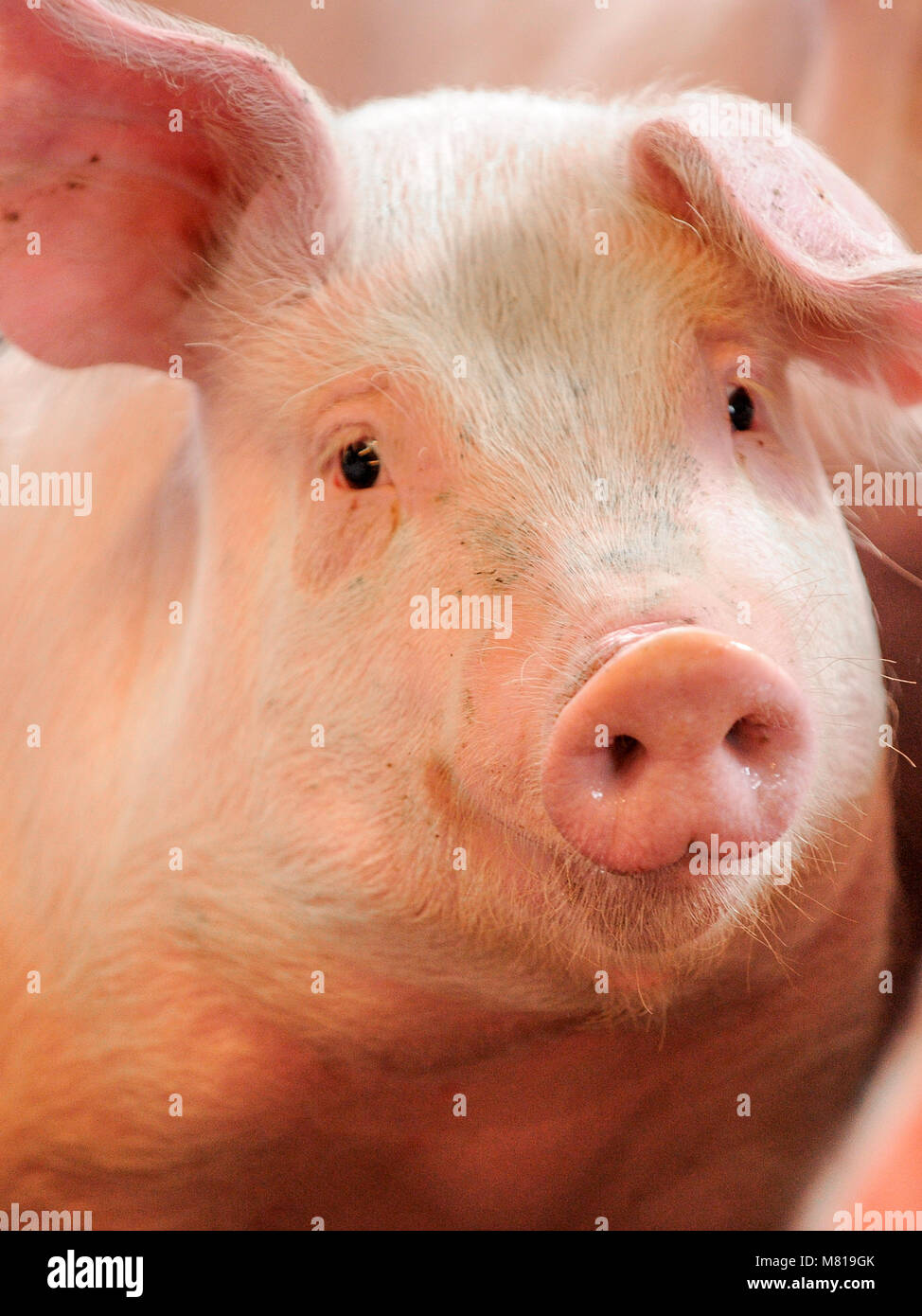 Fattening pig 134 Stock Photo - Alamy