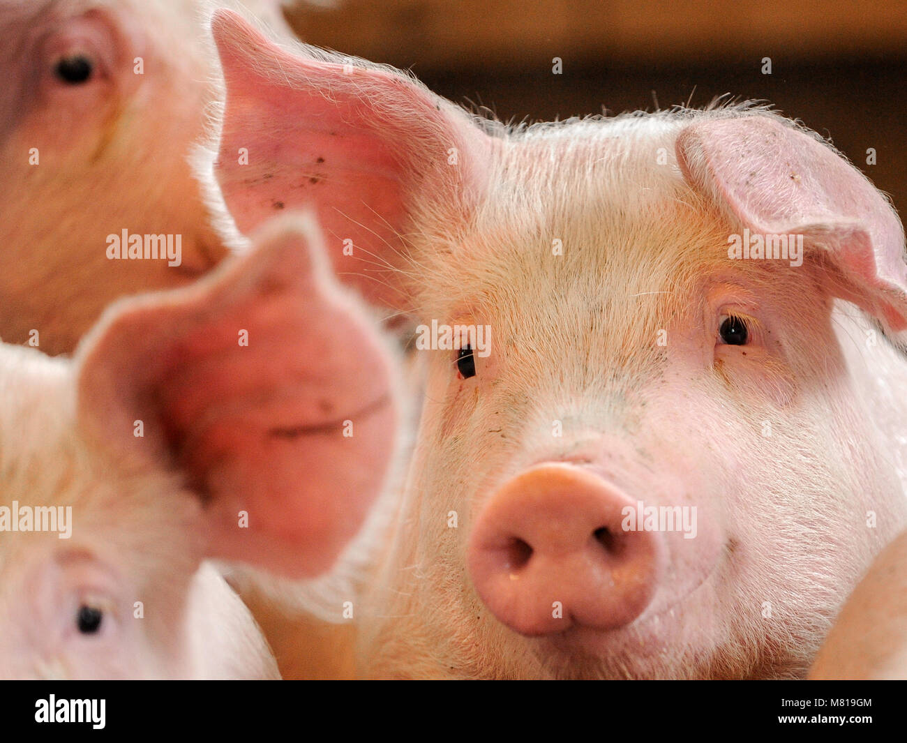 Fattening pig 135 Stock Photo - Alamy