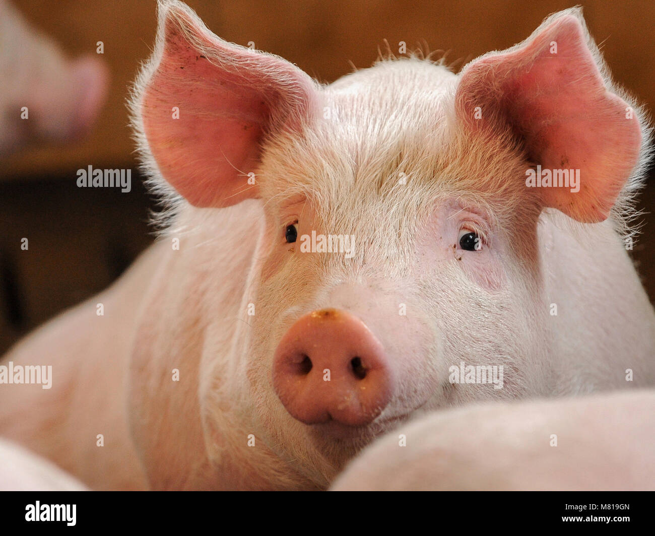 Fattening pig 136 Stock Photo - Alamy