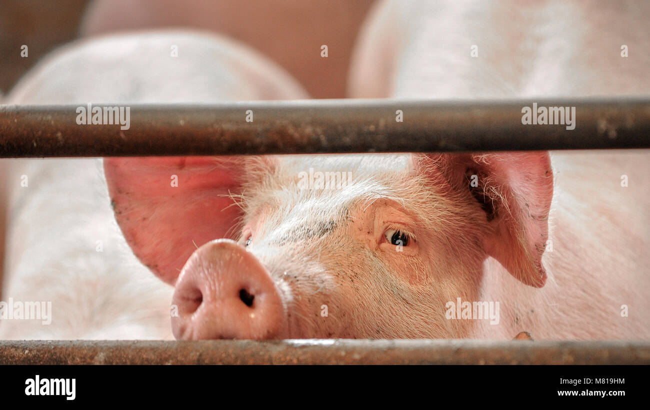 Fattening pig 143 Stock Photo - Alamy
