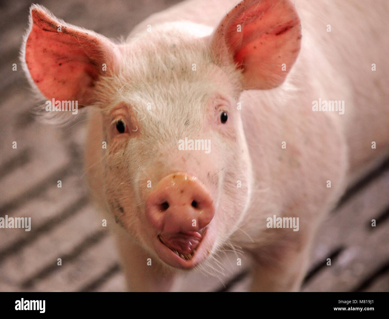 Fattening pig 147 Stock Photo - Alamy