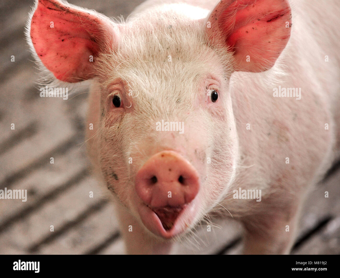 Fattening pig 148 Stock Photo - Alamy