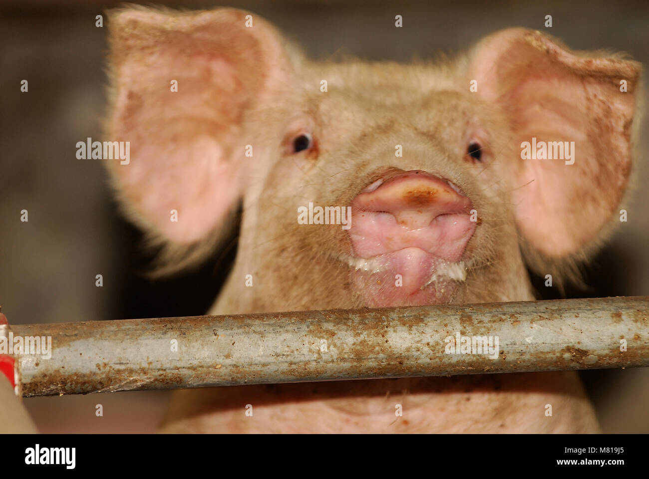 Pig keeping hi-res stock photography and images - Alamy