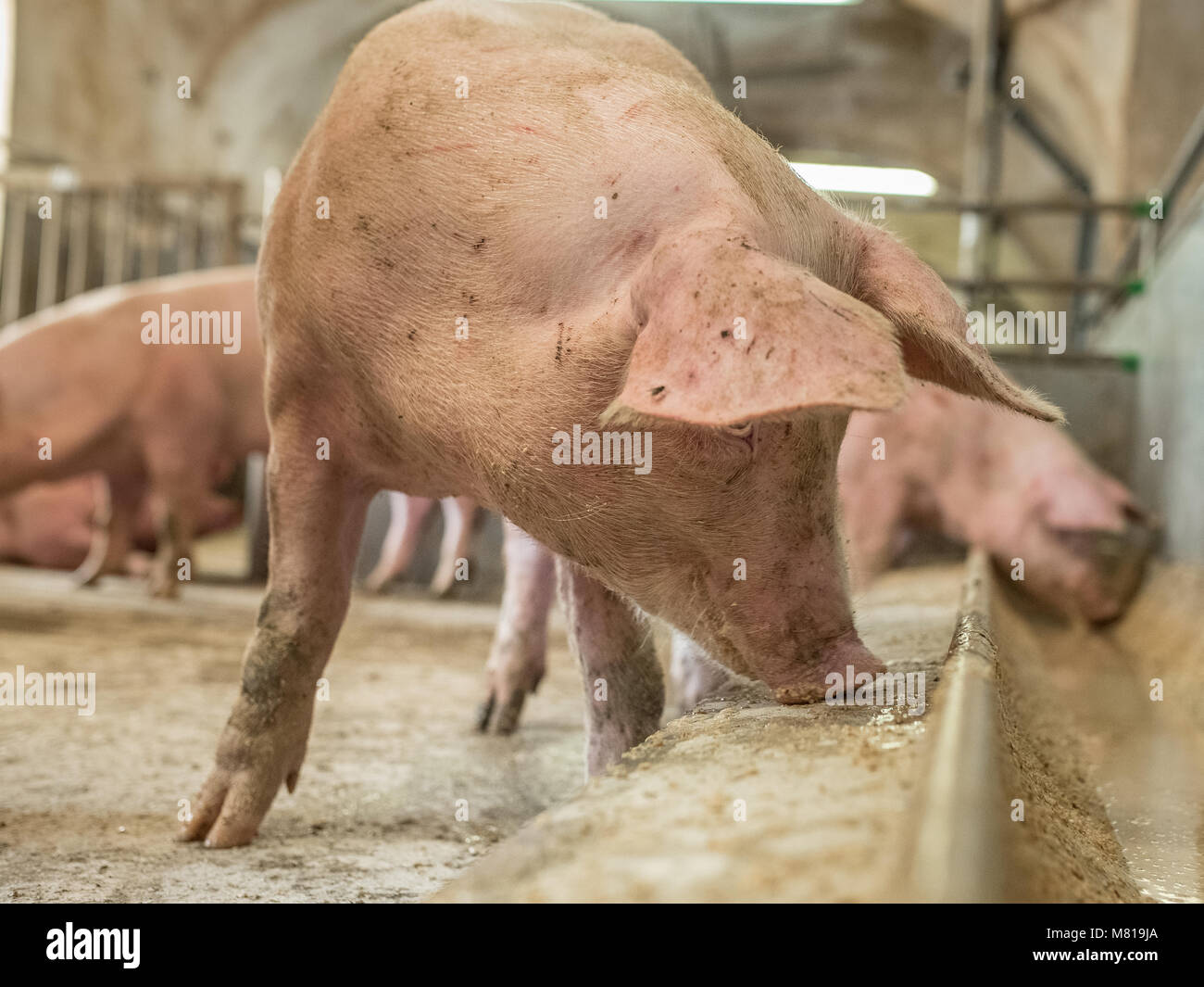 Fattening pig 15 Stock Photo - Alamy
