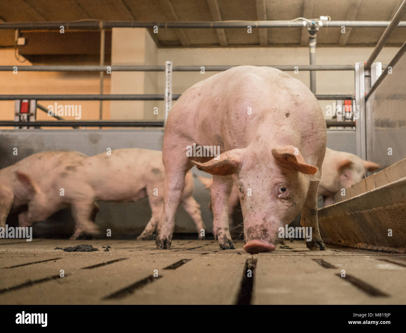 Fattening pig 152 Stock Photo - Alamy