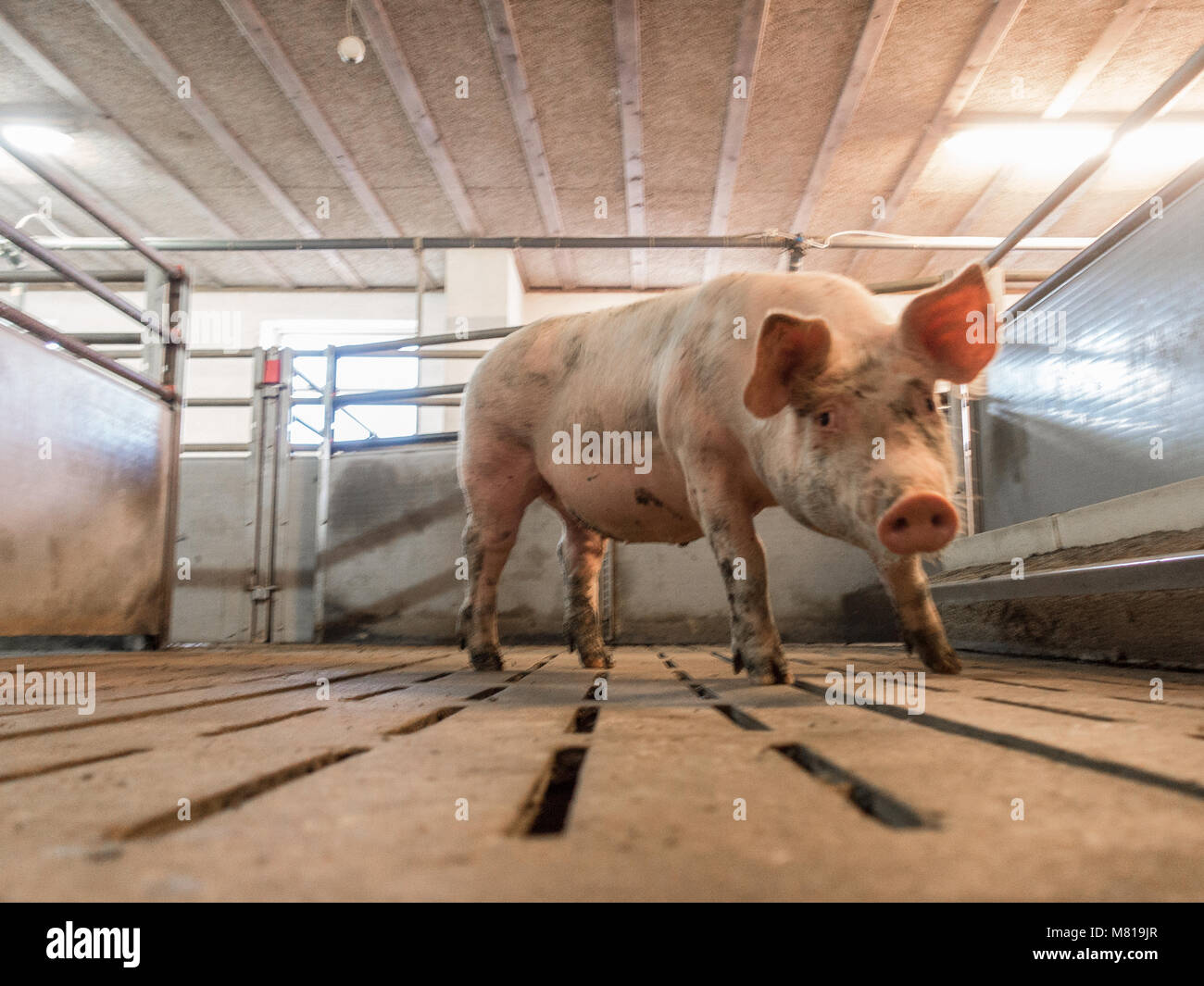 Fattening pig 153 Stock Photo - Alamy