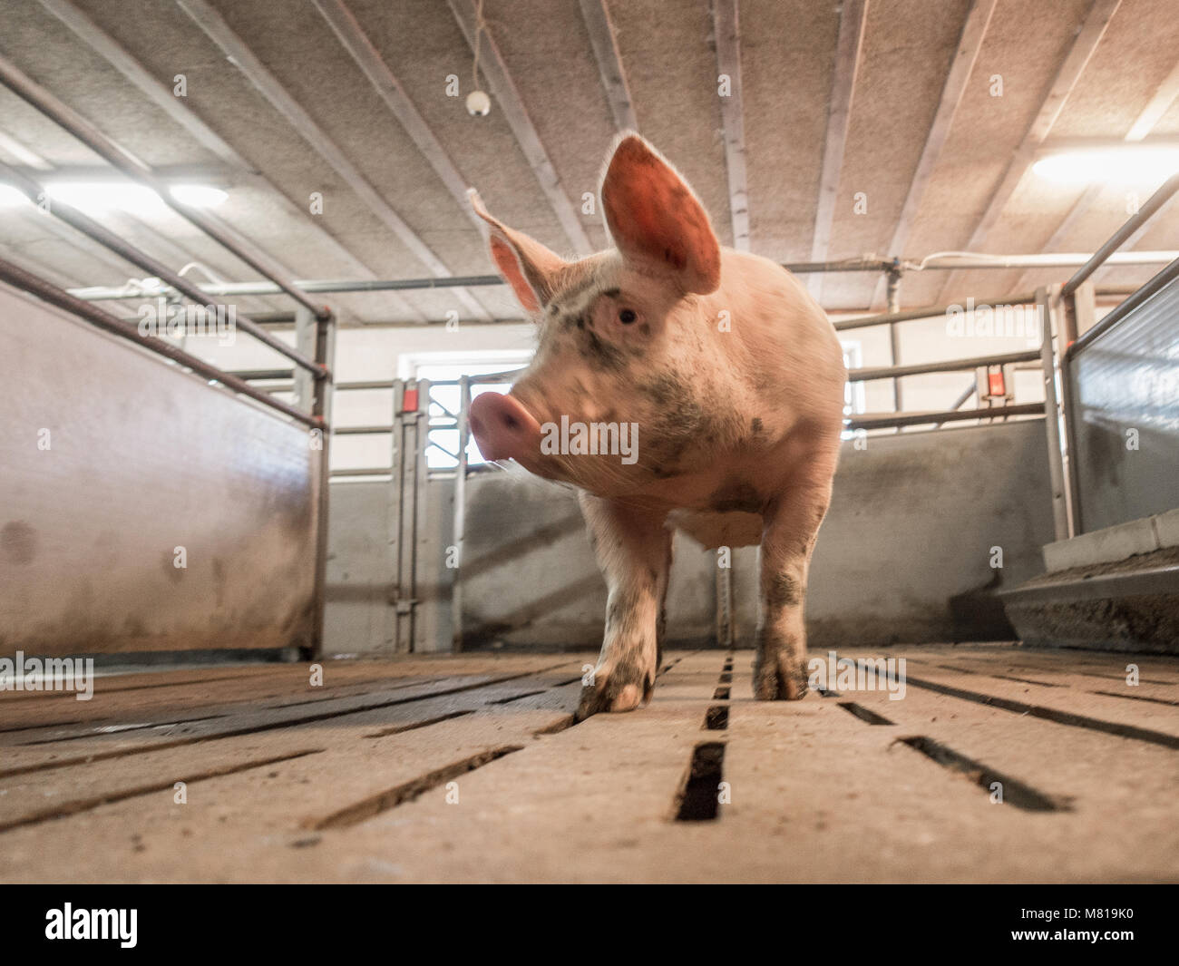Fattening pig 154 Stock Photo - Alamy