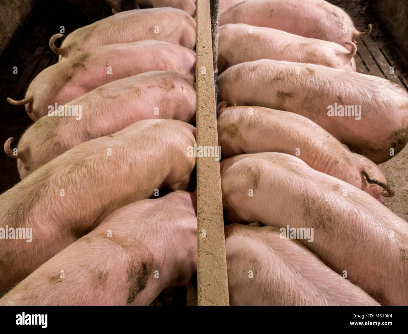 Fattening pig 156 Stock Photo - Alamy