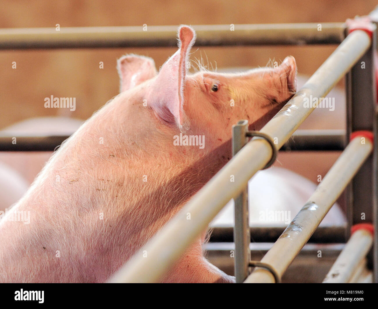 Fattening pig 174 Stock Photo - Alamy