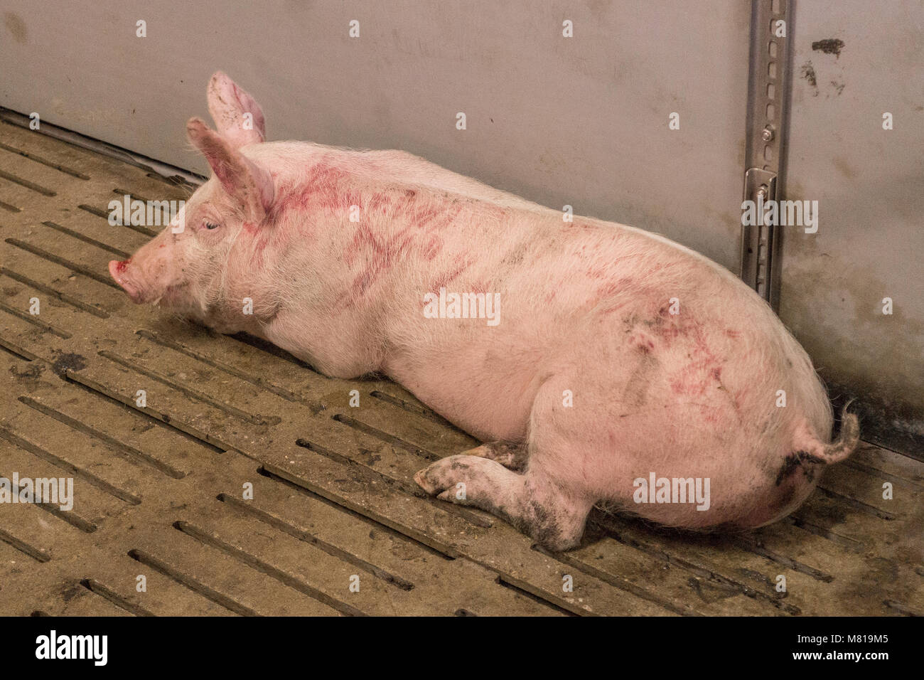 Fattening pig 177 Stock Photo - Alamy