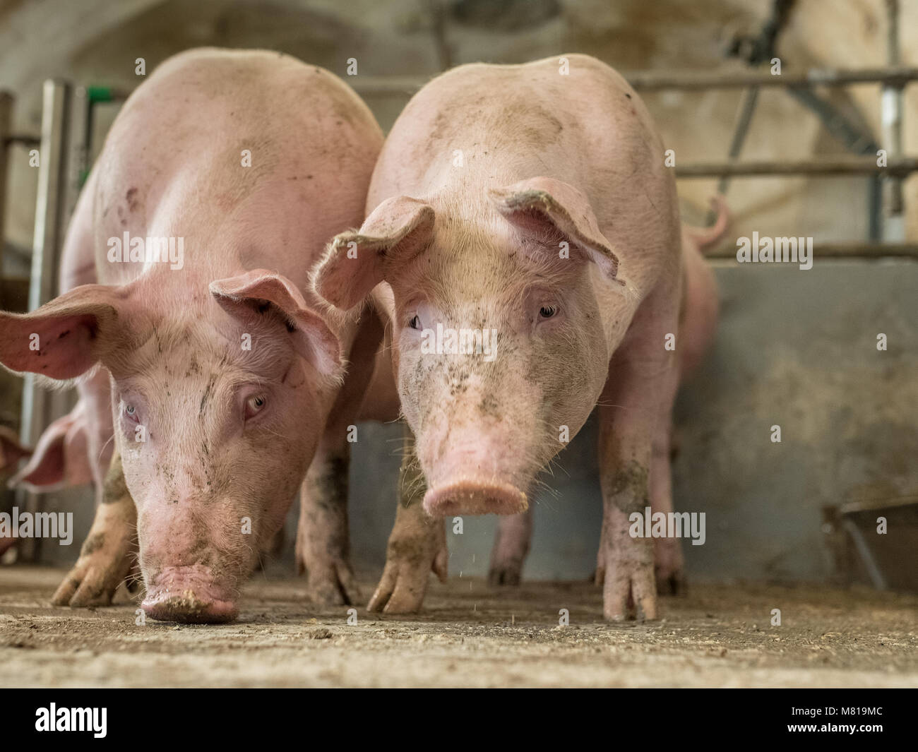 Fattening pig 18 Stock Photo - Alamy