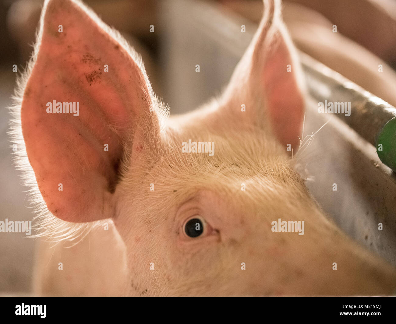 Fattening pig 18 Stock Photo - Alamy