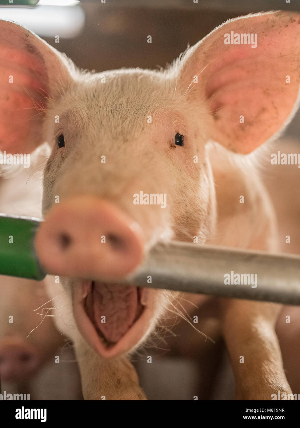 Fattening pig 21 Stock Photo - Alamy