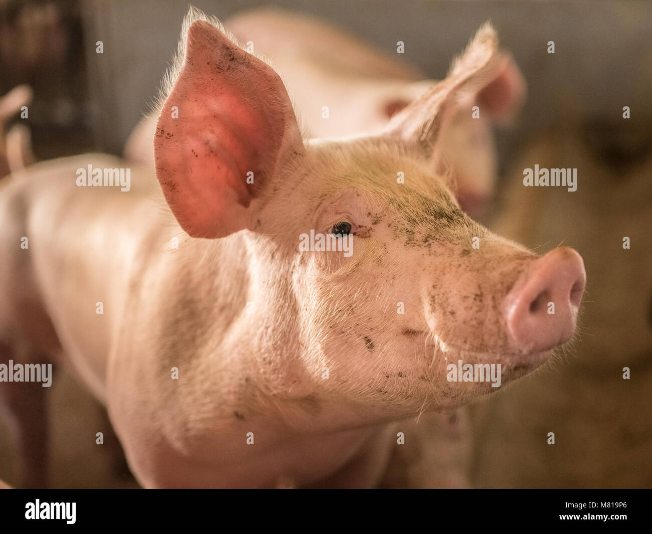 Fattening pig 23 Stock Photo - Alamy