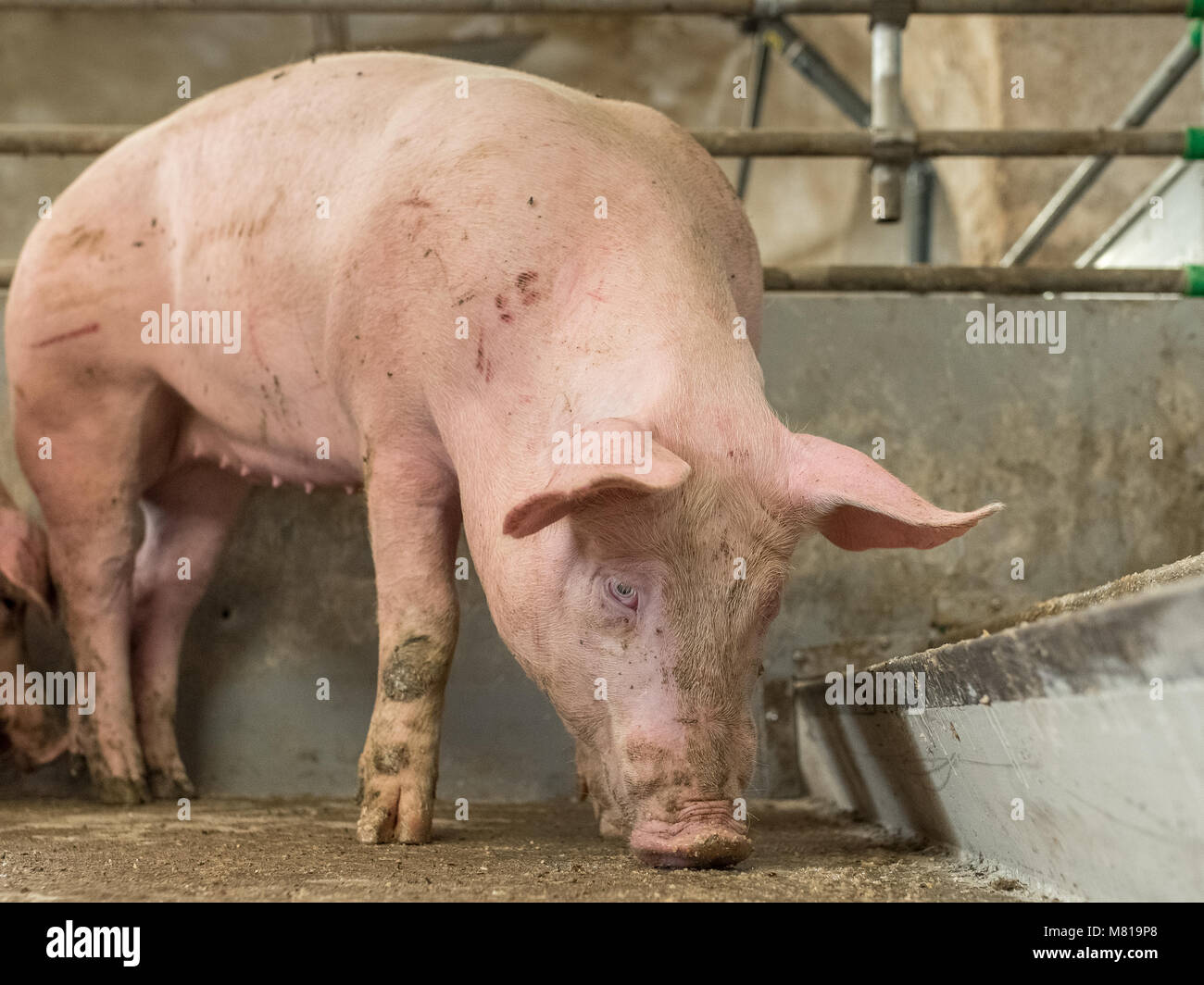 Fattening pig 24 Stock Photo - Alamy