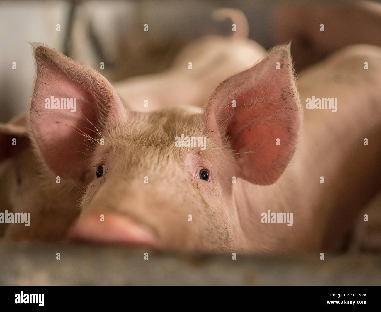 Fattening pig 25 Stock Photo - Alamy