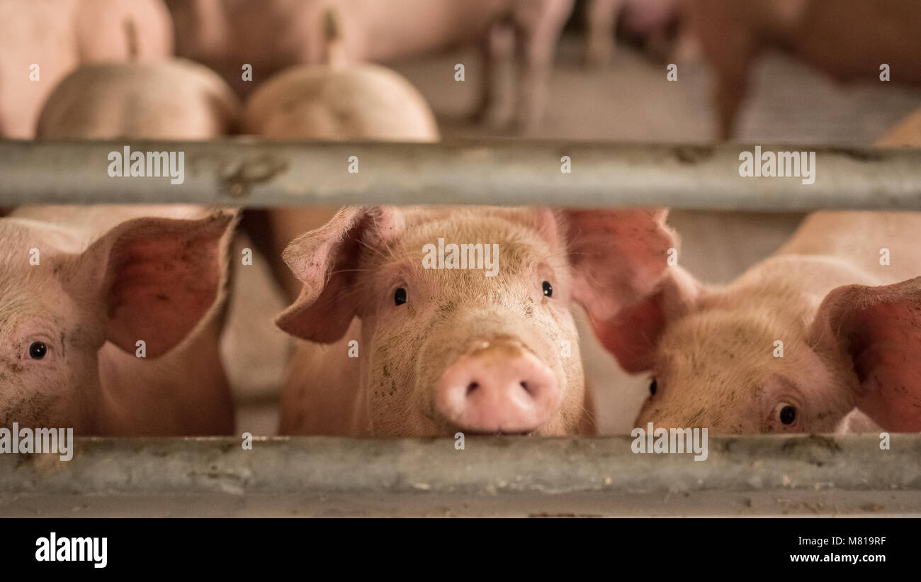 Fattening pig 27 Stock Photo - Alamy