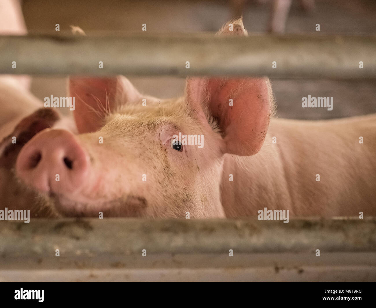 Fattening pig 26 Stock Photo - Alamy
