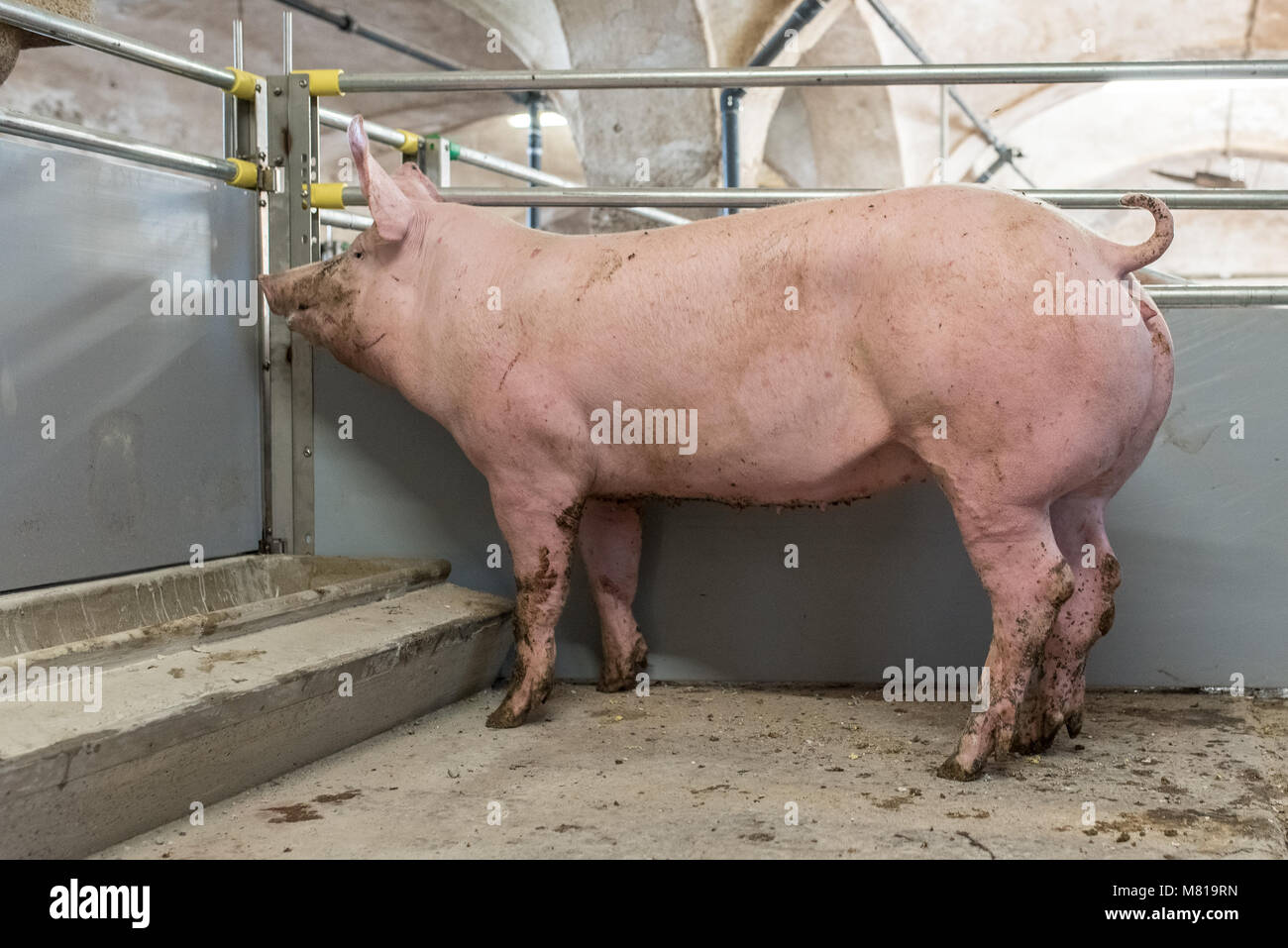 Fattening pig 27 Stock Photo - Alamy