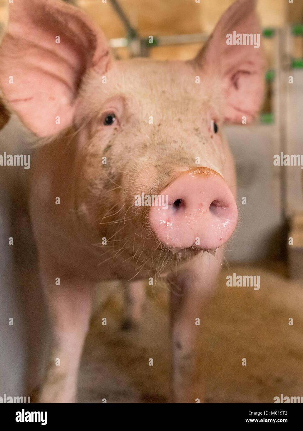 Fattening pig 29 Stock Photo - Alamy