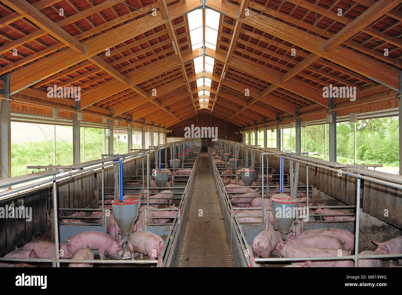 Fattening pig 59 Stock Photo - Alamy