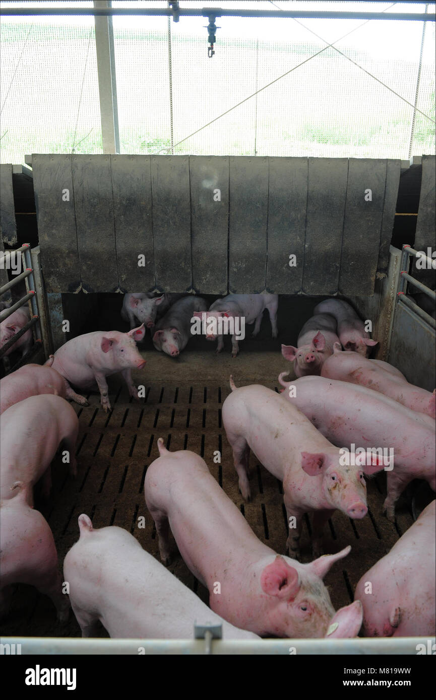 Hog confinement building hi-res stock photography and images - Alamy