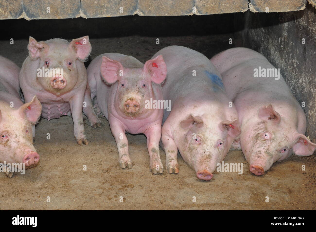Fattening pig 61 Stock Photo - Alamy