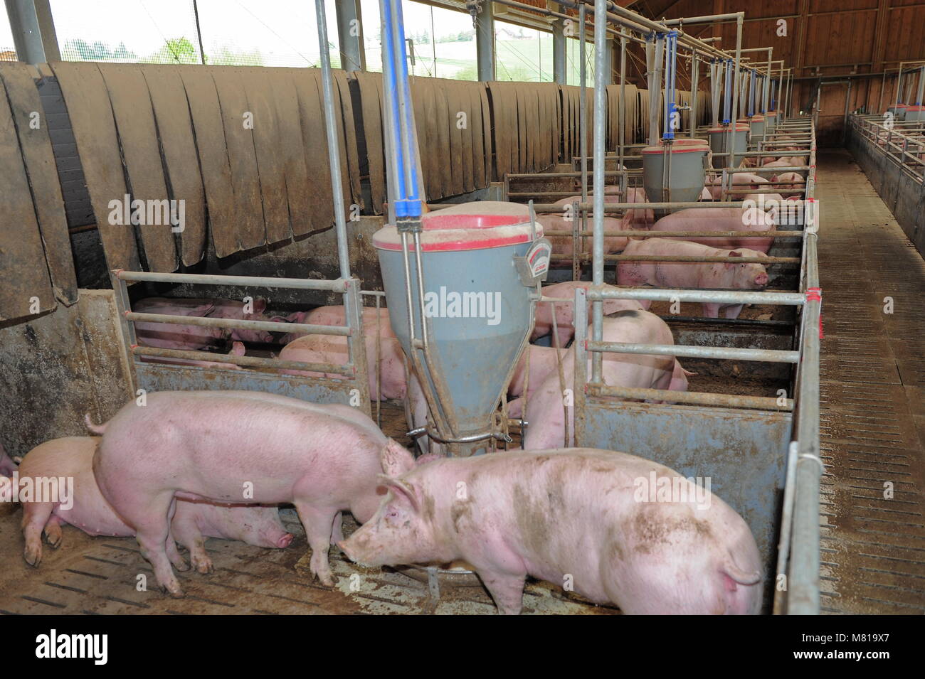 Fattening pig 62 Stock Photo - Alamy