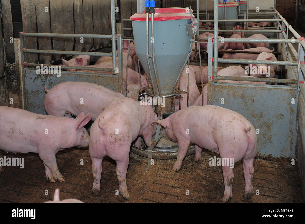 Fattening pig 63 Stock Photo - Alamy