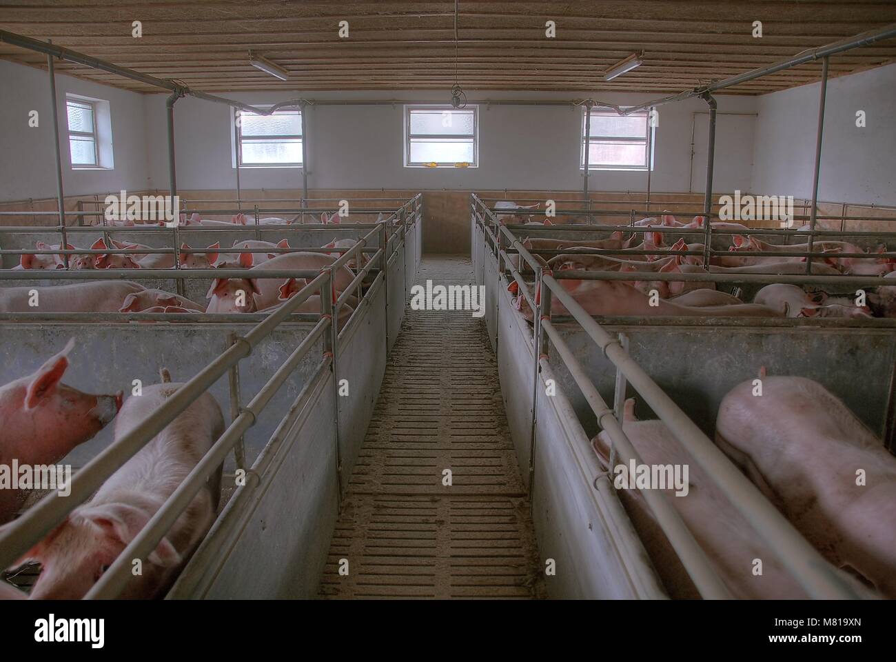 Fattening pig 83 Stock Photo - Alamy