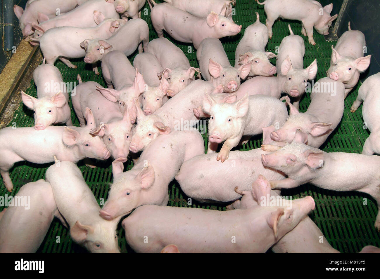 Fattener hi-res stock photography and images - Alamy