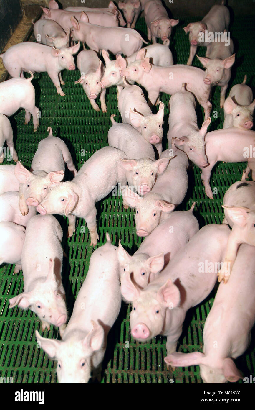 Fattening pig 90 Stock Photo - Alamy